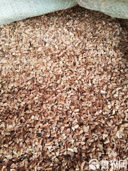 香椿籽长什么样子_香椿籽图片特征-第1张图片-山城妙识 香椿籽长什么样子_香椿籽图片特征-第1张图片-山城妙识