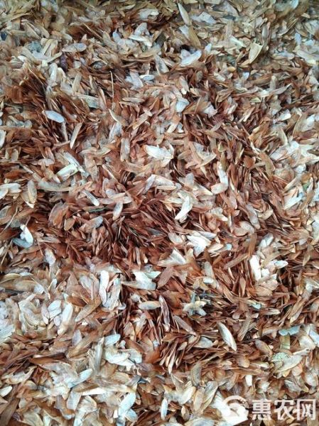 香椿籽长什么样子_香椿籽图片特征-第2张图片-山城妙识 香椿籽长什么样子_香椿籽图片特征-第2张图片-山城妙识