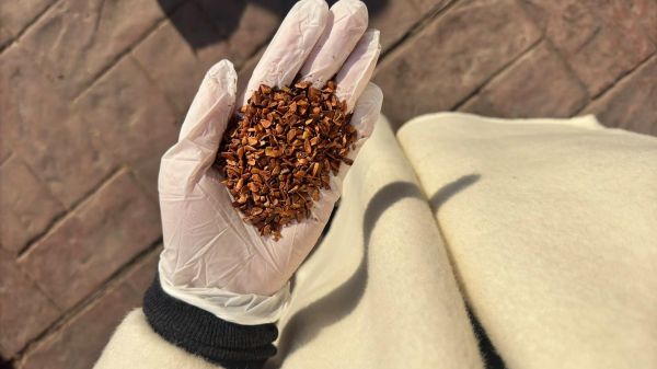 香椿籽长什么样子_香椿籽图片特征-第3张图片-山城妙识 香椿籽长什么样子_香椿籽图片特征-第3张图片-山城妙识