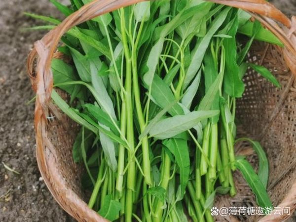 空心菜图片大全_如何挑选新鲜空心菜-第2张图片-山城妙识