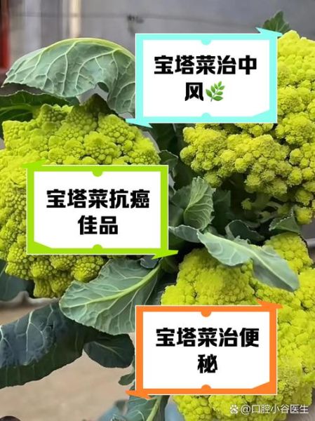 塔菜的功效与作用_塔菜怎么吃最营养-第1张图片-山城妙识 塔菜的功效与作用_塔菜怎么吃最营养-第1张图片-山城妙识