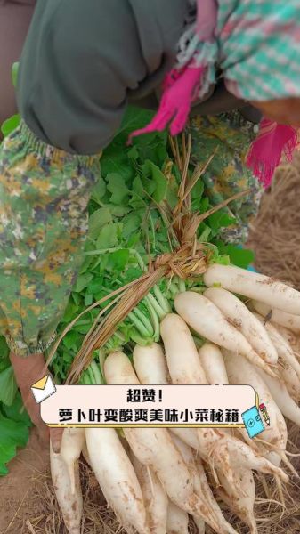 萝卜菜叶怎么腌制才好吃_萝卜菜叶腌制方法-第3张图片-山城妙识