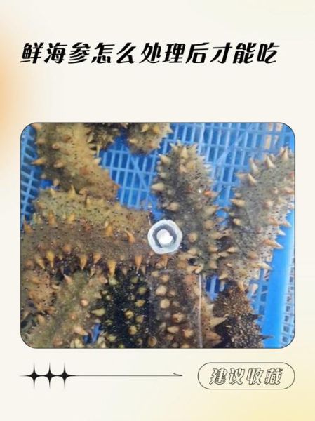 鲜海参怎么处理才能吃_鲜海参去内脏步骤-第3张图片-山城妙识