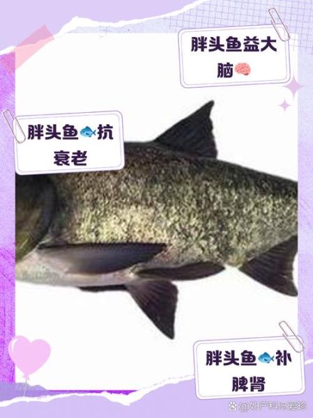胖头鱼的营养价值_胖头鱼的功效与作用-第2张图片-山城妙识