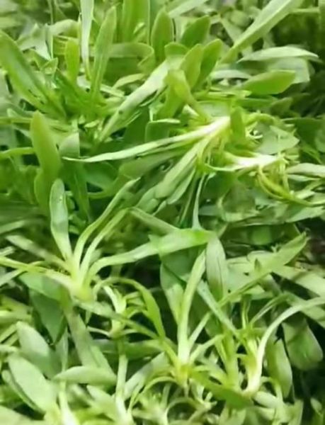 面条菜是什么菜_面条菜怎么做好吃-第1张图片-山城妙识