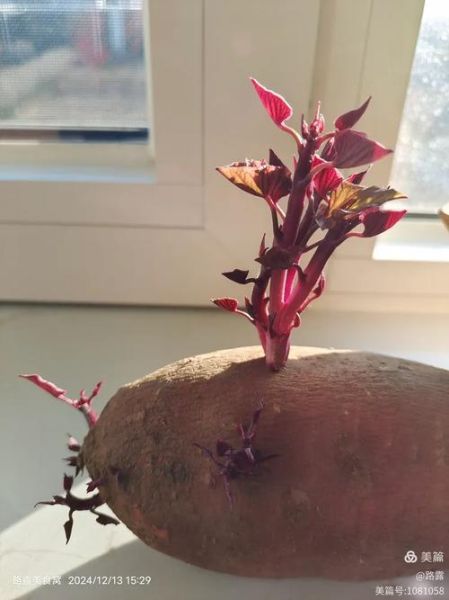 白薯发芽了可以吃吗_白薯发芽有毒吗-第2张图片-山城妙识