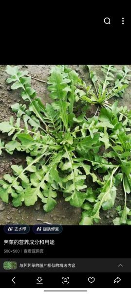 假荠荠菜图片_如何辨别真假荠荠菜-第2张图片-山城妙识 假荠荠菜图片_如何辨别真假荠荠菜-第2张图片-山城妙识