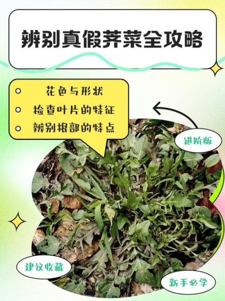 假荠荠菜图片_如何辨别真假荠荠菜-第1张图片-山城妙识 假荠荠菜图片_如何辨别真假荠荠菜-第1张图片-山城妙识