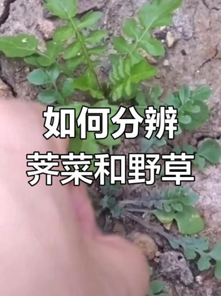 假荠荠菜图片_如何辨别真假荠荠菜-第3张图片-山城妙识 假荠荠菜图片_如何辨别真假荠荠菜-第3张图片-山城妙识