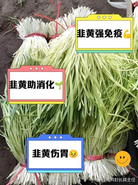 韭黄的功效与作用_韭黄怎么吃最营养-第2张图片-山城妙识