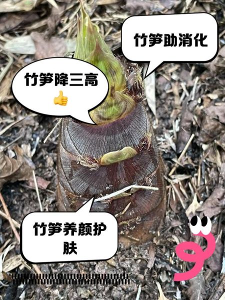 竹笋的营养价值及功效_竹笋的禁忌有哪些-第3张图片-山城妙识