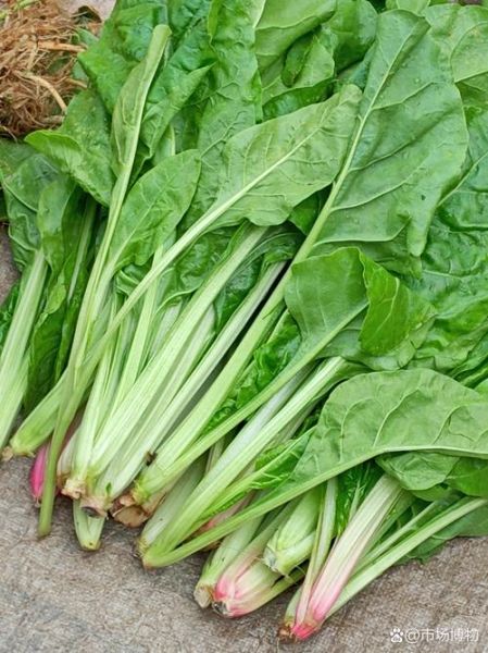 猪乸菜是什么菜_猪乸菜怎么吃-第1张图片-山城妙识