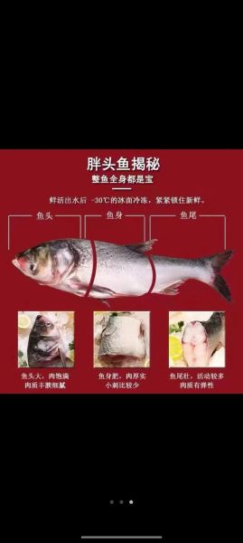 大胖头鱼图片_怎么分辨真假-第2张图片-山城妙识