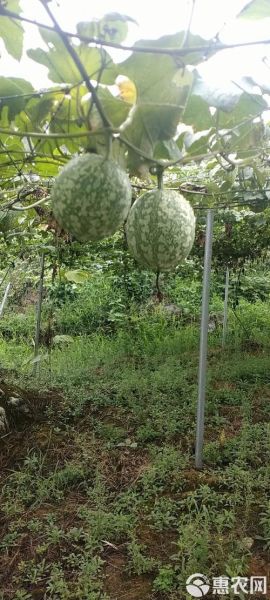 吊瓜种植技术_吊瓜亩产量多少斤-第1张图片-山城妙识