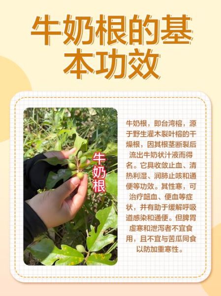 牛奶根的功效与作用_牛奶根怎么喝效果最好-第1张图片-山城妙识