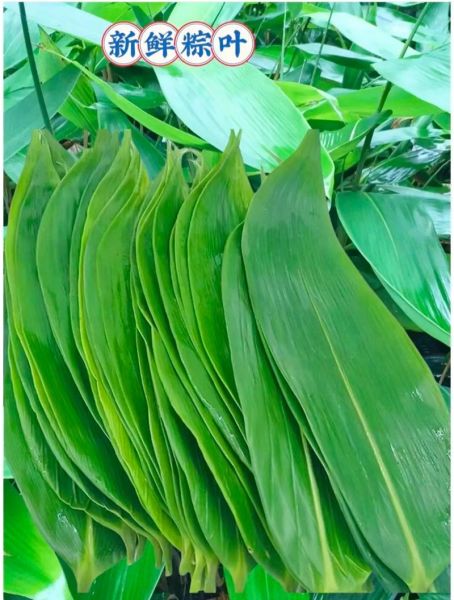 粽子叶要不要先煮一下_新鲜粽叶怎么处理-第1张图片-山城妙识