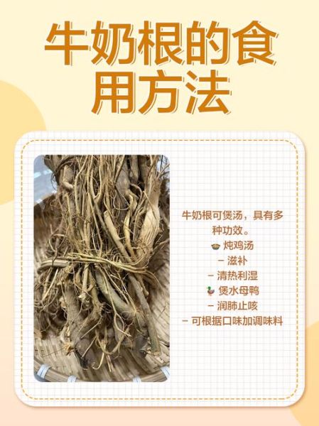 牛奶根的功效与作用_牛奶根怎么喝效果最好-第3张图片-山城妙识