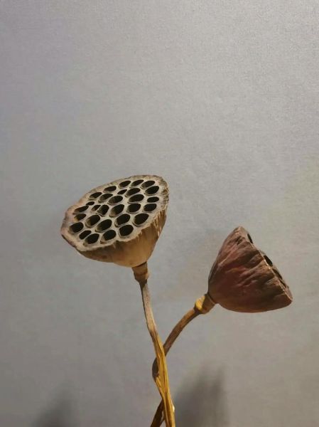 干莲蓬的功效与作用_干莲蓬的禁忌有哪些-第3张图片-山城妙识