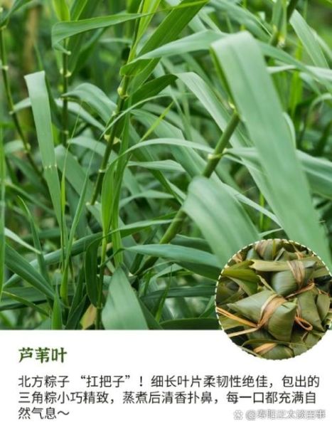 粽子叶要不要先煮一下_新鲜粽叶怎么处理-第2张图片-山城妙识