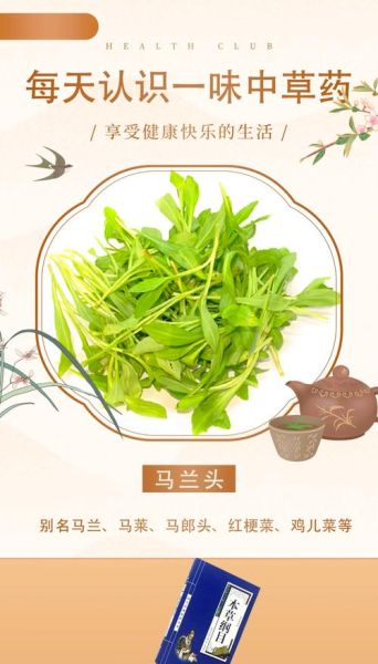 马兰头中毒症状_马兰头中毒怎么办-第1张图片-山城妙识