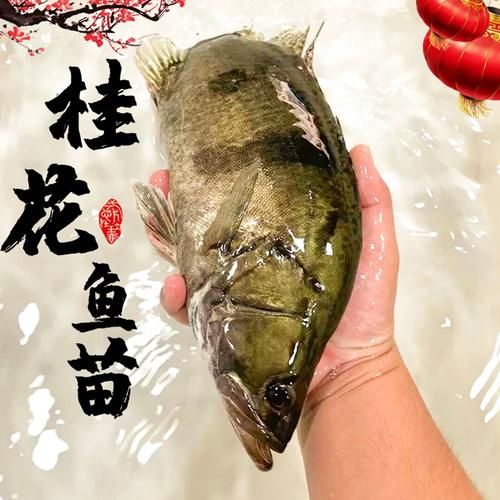 桂鱼苗图片_如何分辨真假-第1张图片-山城妙识