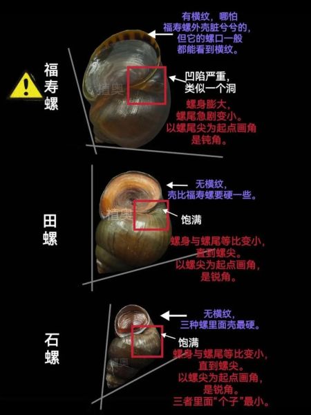 螺图片大全_如何区分常见淡水螺-第1张图片-山城妙识