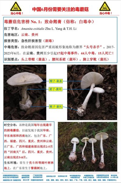 有毒的野生菌图片_如何辨别致命毒蘑菇-第3张图片-山城妙识