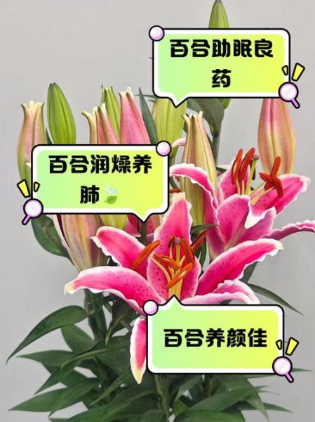 鲜百合的功效与作用_鲜百合怎么吃润肺止咳-第1张图片-山城妙识