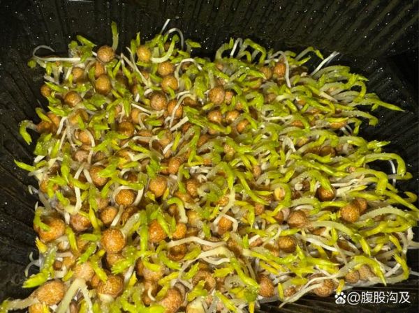 种植芽苗菜投资多少钱_芽苗菜利润怎么样-第2张图片-山城妙识