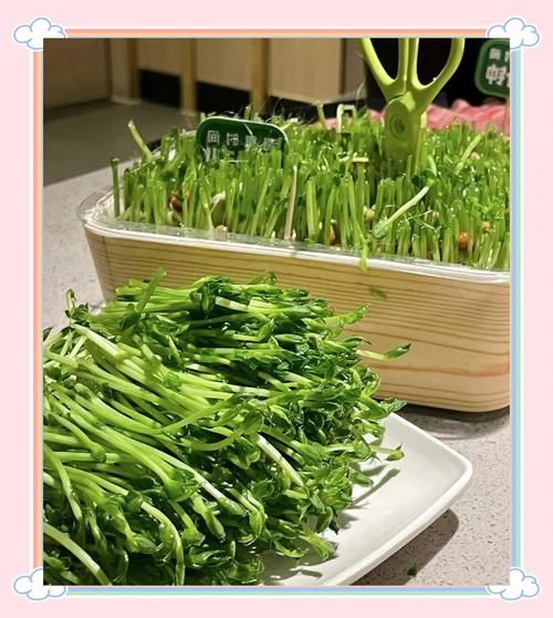 种植芽苗菜投资多少钱_芽苗菜利润怎么样-第1张图片-山城妙识