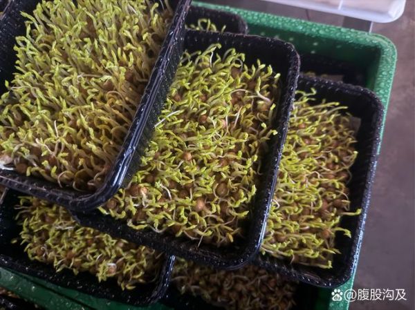 种植芽苗菜投资多少钱_芽苗菜利润怎么样-第3张图片-山城妙识