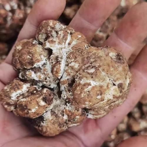 白松露菌多少钱一斤_白松露菌价格影响因素-第1张图片-山城妙识