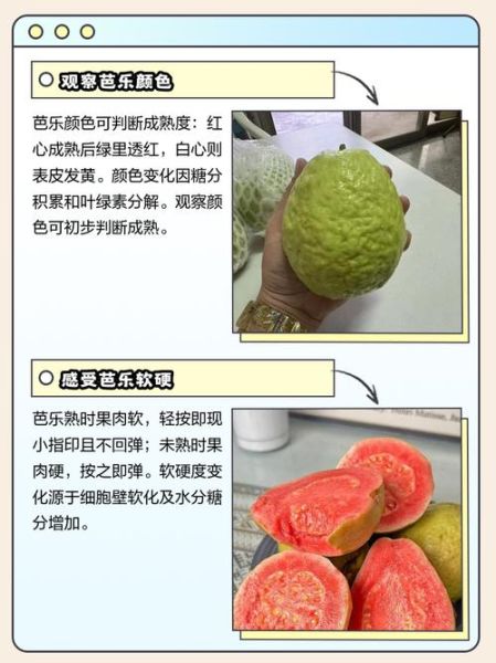 番石榴怎么看熟没熟_番石榴成熟判断方法-第1张图片-山城妙识