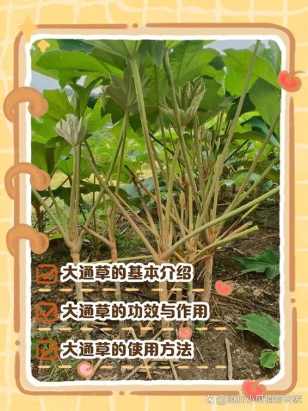 通草图片_通草的功效与作用-第1张图片-山城妙识