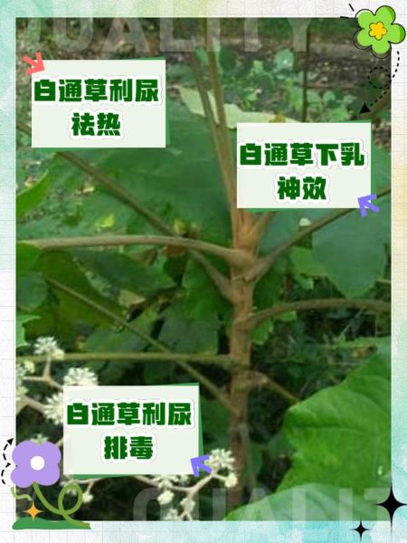 通草图片_通草的功效与作用-第3张图片-山城妙识