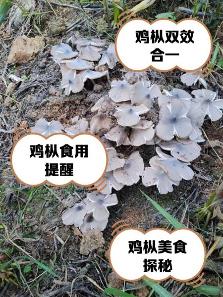 鸡枞菌图片_鸡枞菌怎么辨别真假-第1张图片-山城妙识 鸡枞菌图片_鸡枞菌怎么辨别真假-第1张图片-山城妙识