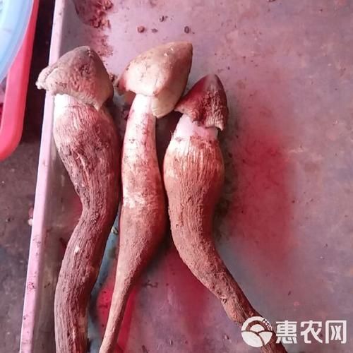 鸡枞菌图片_鸡枞菌怎么辨别真假-第2张图片-山城妙识 鸡枞菌图片_鸡枞菌怎么辨别真假-第2张图片-山城妙识