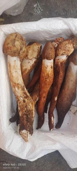 鸡枞菌图片_鸡枞菌怎么辨别真假-第3张图片-山城妙识 鸡枞菌图片_鸡枞菌怎么辨别真假-第3张图片-山城妙识