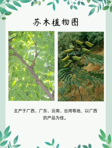 苏木的功效与作用_苏木的禁忌有哪些-第2张图片-山城妙识