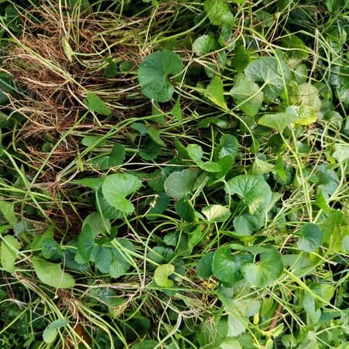 马蹄草长什么样_马蹄草图片特征-第2张图片-山城妙识