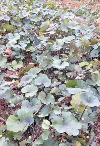 马蹄草长什么样_马蹄草图片特征-第1张图片-山城妙识