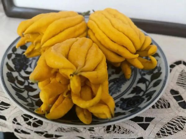 佛手瓜可以生吃吗_佛手瓜生吃安全吗-第3张图片-山城妙识