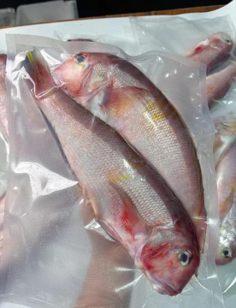 马头鱼是什么鱼_马头鱼多少钱一斤-第3张图片-山城妙识 马头鱼是什么鱼_马头鱼多少钱一斤-第3张图片-山城妙识