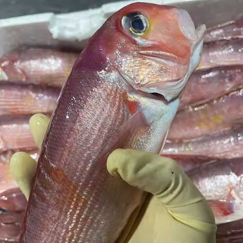 马头鱼是什么鱼_马头鱼多少钱一斤-第2张图片-山城妙识 马头鱼是什么鱼_马头鱼多少钱一斤-第2张图片-山城妙识