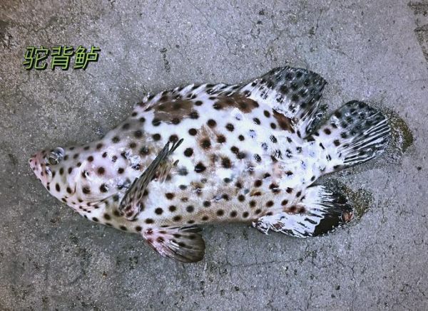 老鼠斑多少钱一斤_老鼠斑怎么做好吃-第1张图片-山城妙识