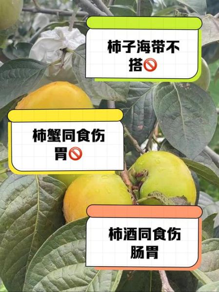 冻柿子不能和什么一起吃_哪些食物相克-第1张图片-山城妙识