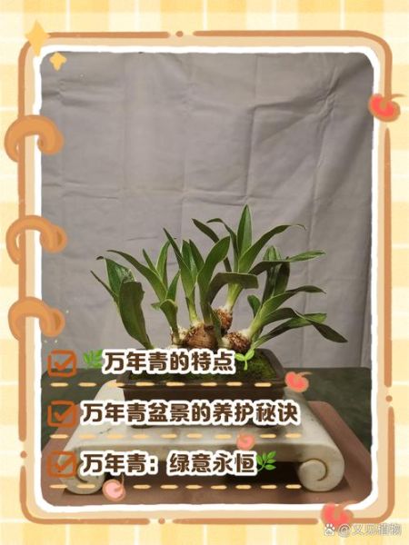 万年青怎么吃_万年青的做法大全-第3张图片-山城妙识 万年青怎么吃_万年青的做法大全-第3张图片-山城妙识