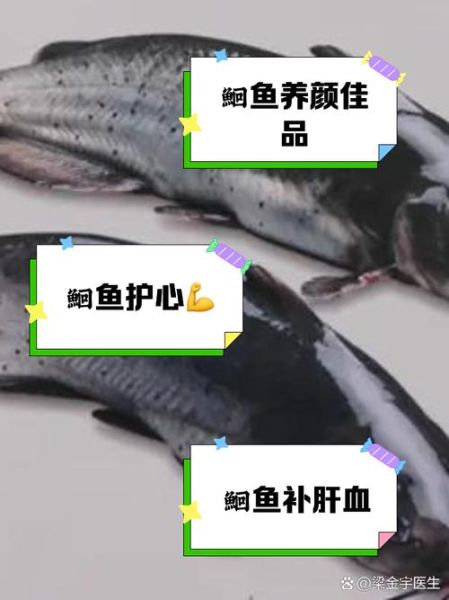 鮰鱼的营养价值及功效与作用_孕妇能吃鮰鱼吗-第2张图片-山城妙识 鮰鱼的营养价值及功效与作用_孕妇能吃鮰鱼吗-第2张图片-山城妙识