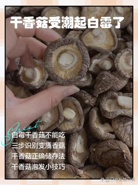 干香菇发霉了还能吃吗_如何正确处理发霉干香菇-第1张图片-山城妙识