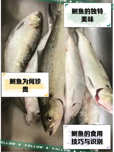 长江鲥鱼养殖技术_长江鲥鱼养殖成本-第1张图片-山城妙识
